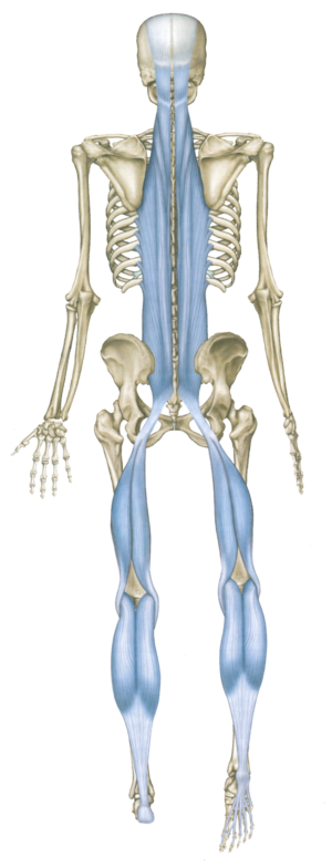 The Superficial Back Line (SBL) and Back Pain: A super simple stretch ...